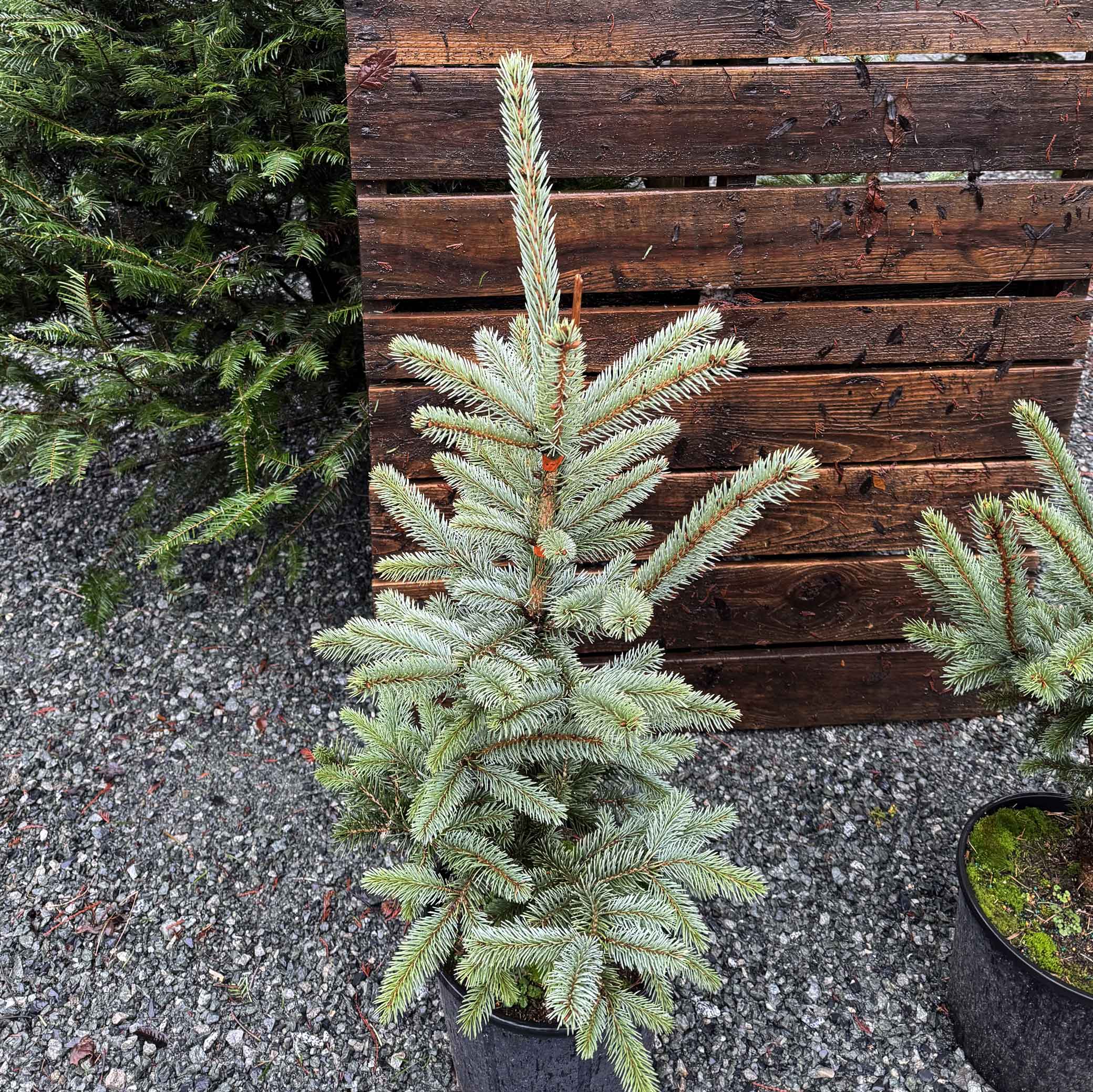 Potted Blue Spruce – Murphy's Tree Farm