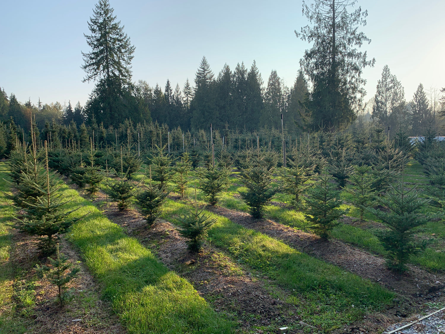U-Cut Christmas Trees – Murphy's Tree Farm