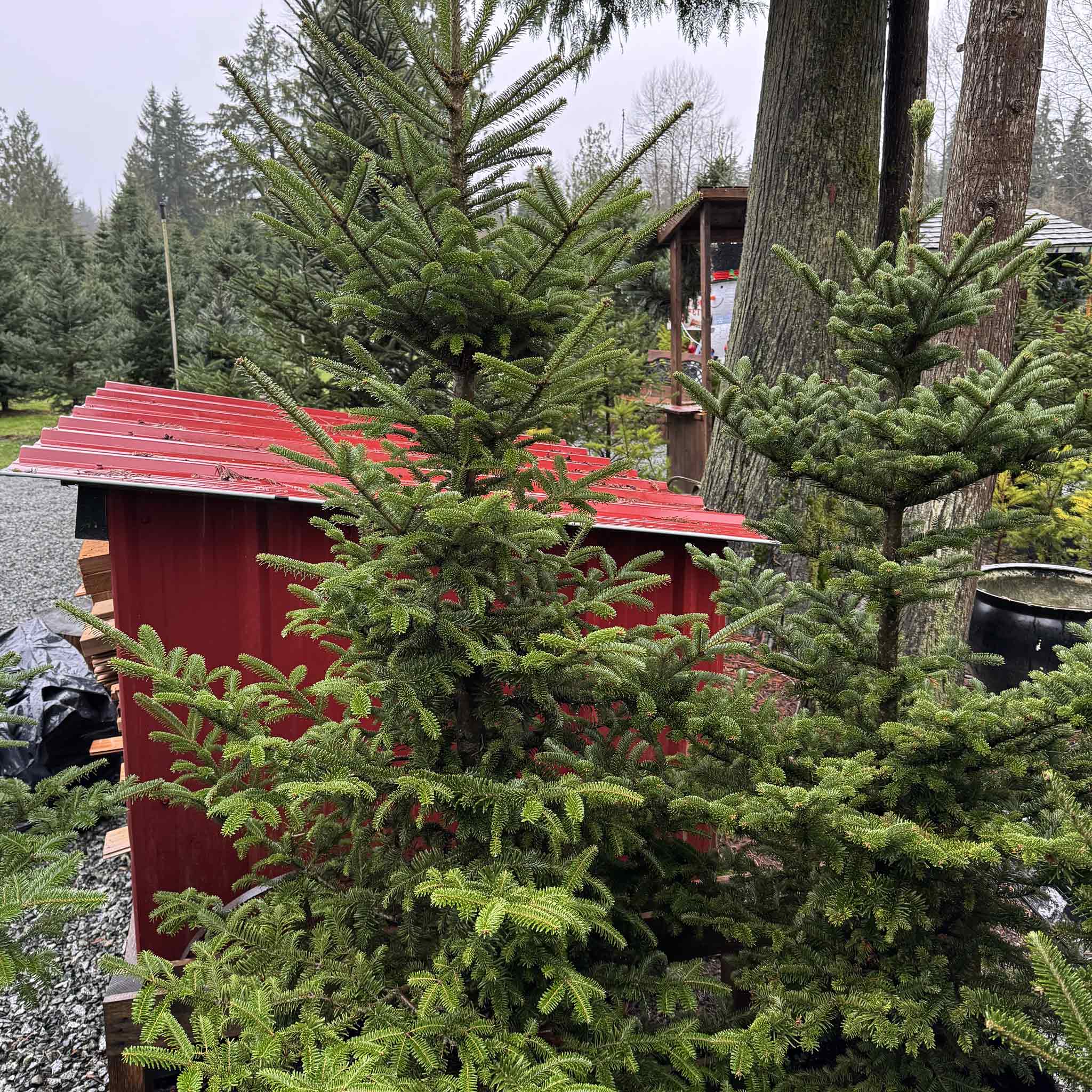 Noble Fir (Premium) – Murphy's Tree Farm