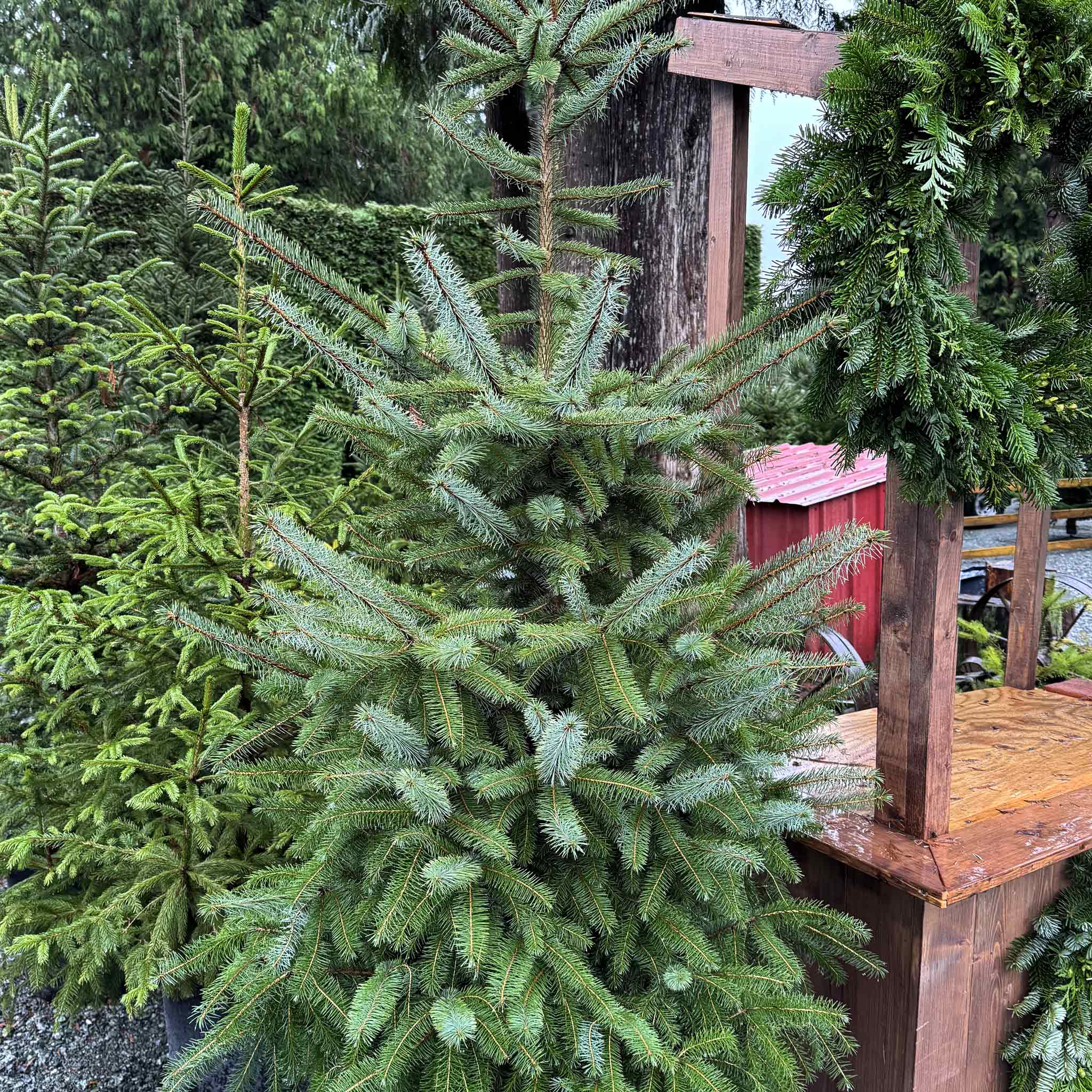 Potted Sitka Spruce – Murphy's Tree Farm