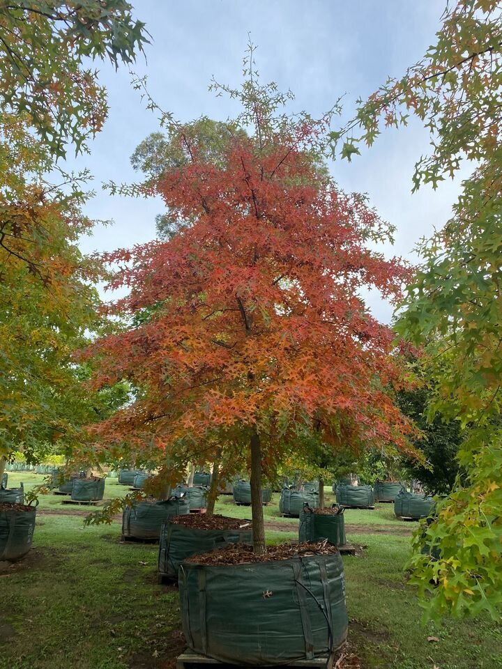 Swamp Spanish Oak – Murphy's Tree Farm