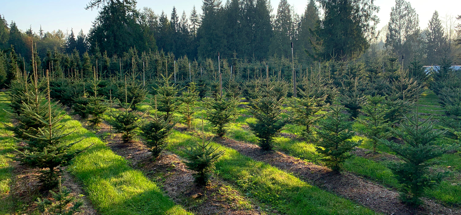 Murphy's Tree Farm