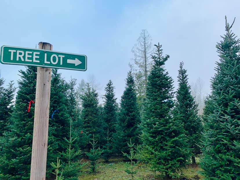 U-Cut Christmas Trees – Murphy's Tree Farm
