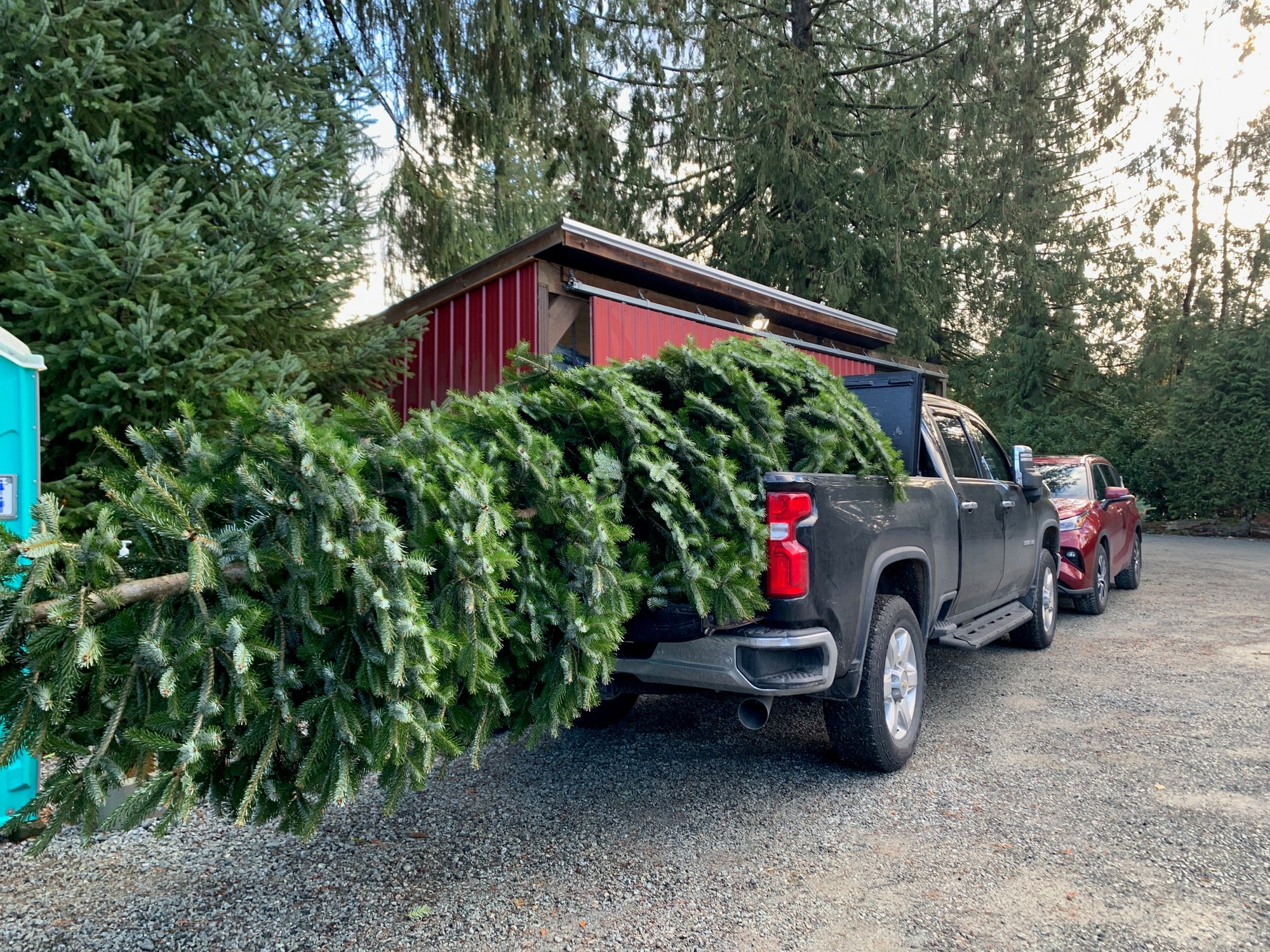 U-Cut Christmas Trees – Murphy's Tree Farm